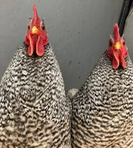 Holland Chicken Breed - Backyard Poultry